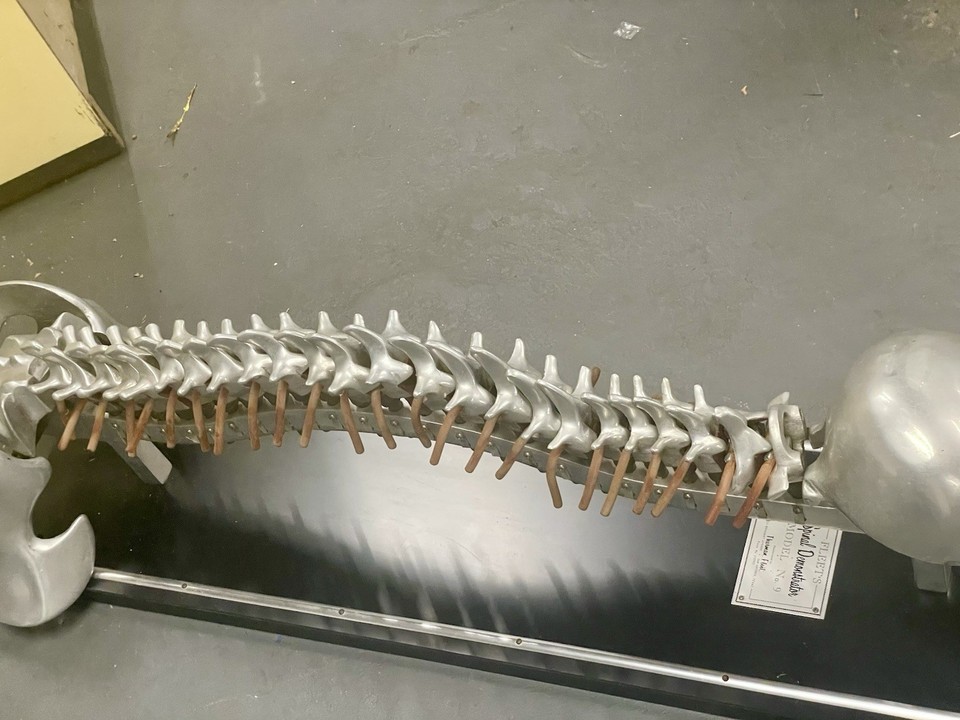 Chiropractic Fleets Spinal Demonstrator | eBay