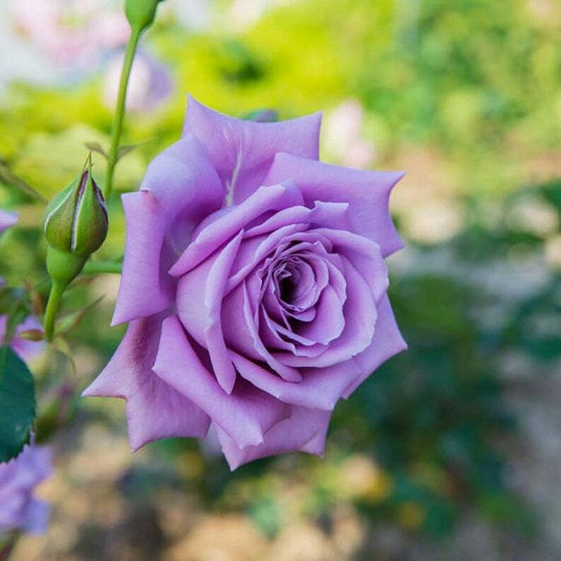 10 Light Purple Rose Seeds Flower Bush Perennial Shrub Flowers Seed ...