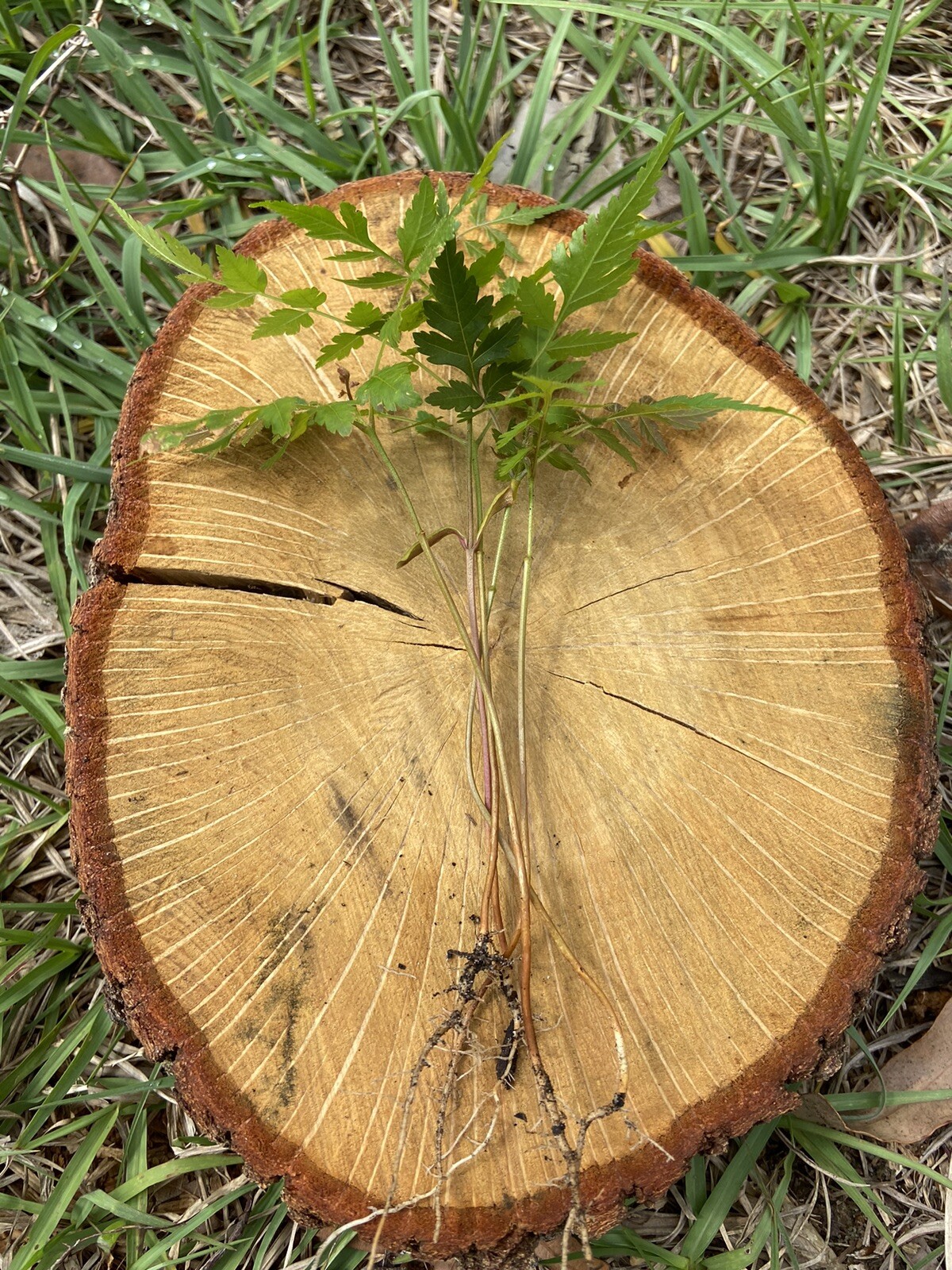 Temporally SOLD OUT. (5) Bare Root, Golden Rain Tree Seedlings | eBay