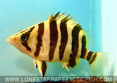 Sumatra Datnoid / Datnioides microlepis (4 Bar) - Live Aquarium Fish | eBay