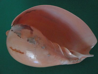Sea Shell Seashells 7.2" Melo Melo Shell | eBay