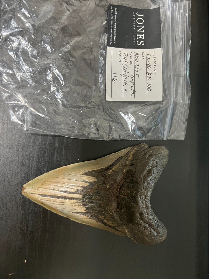 Megalodon Shark Tooth, Real Fossil, Ships from Canada | eBay