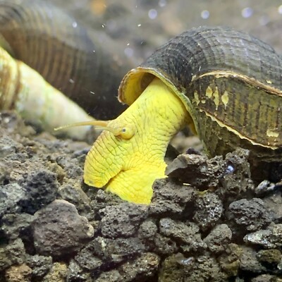 2 Yellow Sulawesi Rabbit Snails (Tylomelania Sarasinorum) - Elephant ...