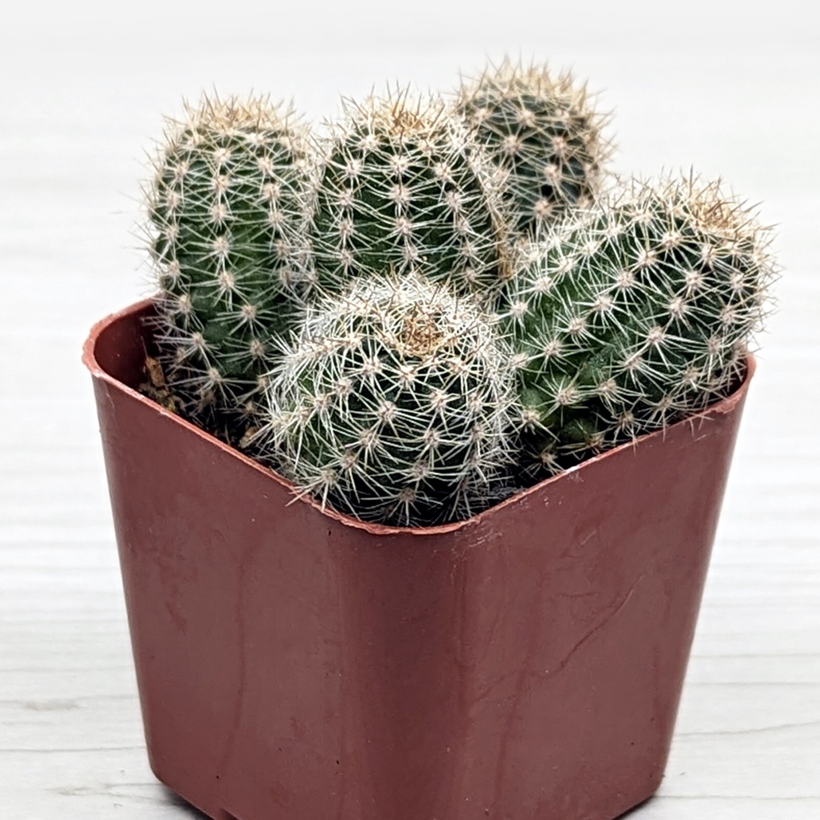 Cactus Plant - Echinopsis Chamaecereus - Peanut Cactus - In 2" Pot | eBay