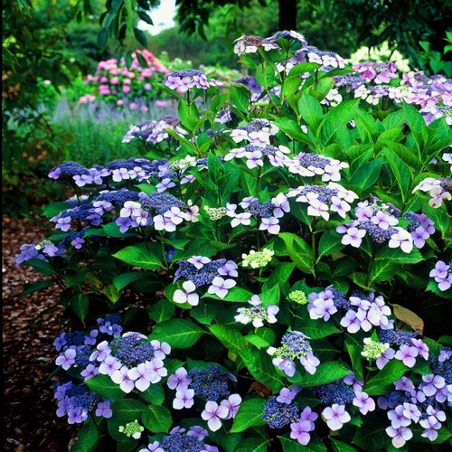 Hydrangea Serrata Bluebird - Mass Flowering Garden Shrub | eBay UK