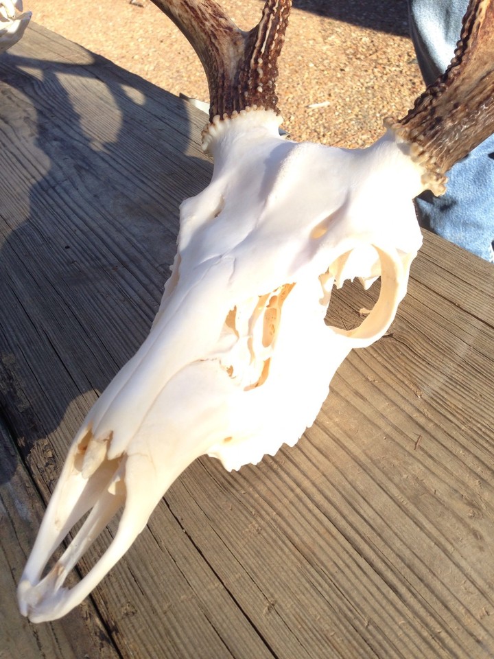 EUROPEAN SKULL BLEACHING(whitening) KIT deer, elk, mount,no skull ...