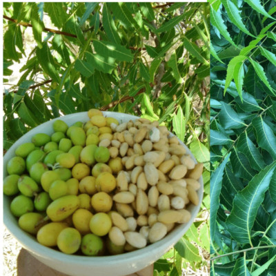 NEEM TREE MARGOSA
