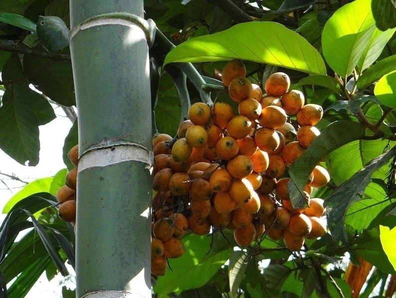 Betel Nut Palm