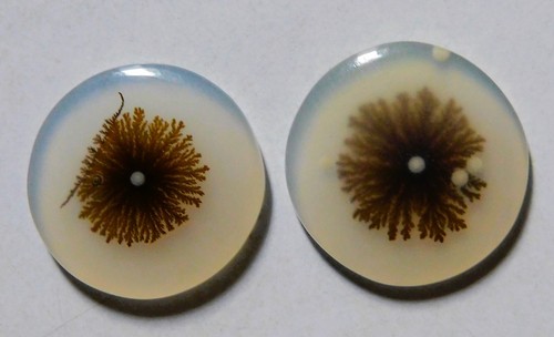 16X16MM 11.70 Cts Natural Shazar Dendritic Agate Cabochon Pair Gemstone ...