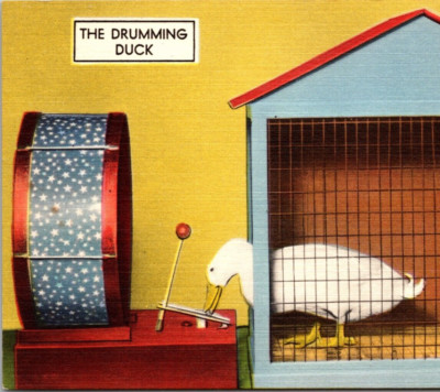 Trained Drumming Duck PLAYS INSTRUMENTS Hot Springs AR Vintage Postcard ...