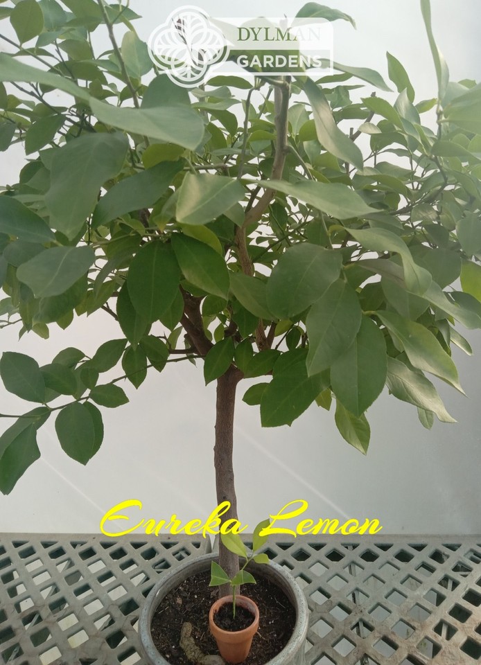 Eureka Lemon Tree (Citrus limon 'Eureka') - Multiple Sizes - Live ...