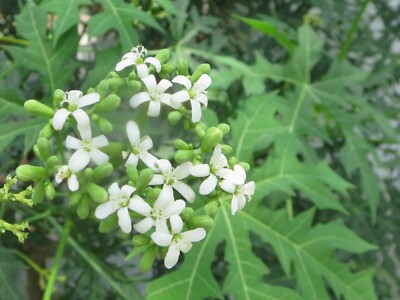 Chaya Maya Miracle Spinach Tree Organic deeply lobed leaves variant 8 ...