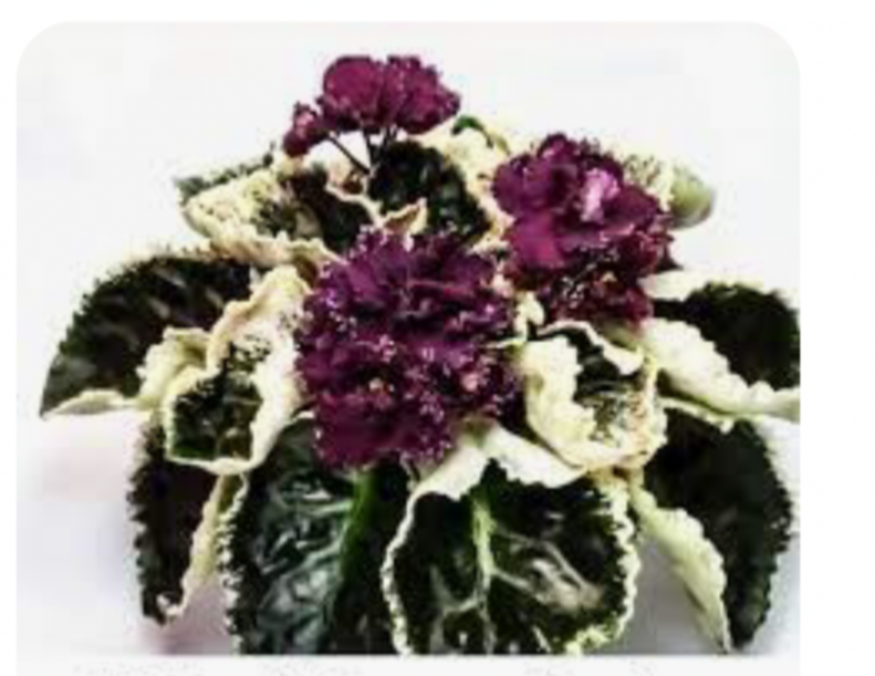 African Violet LE-Molen Rouge ~ 1 (One) freshly cut leaf | eBay