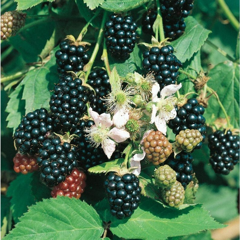 3 Blackberry Plants "Triple Crown"-Thornless (3 Large Plug Plants ...