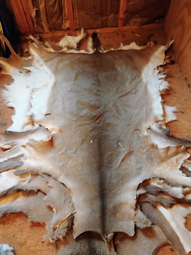 White Tail Deer Hide Hair on Hide Full Tanned Skin Leather Real Fur ...