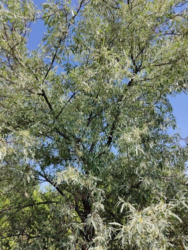 50 + Russian Olive Tree Seeds Elaeagnus angustifolia Seeds | eBay