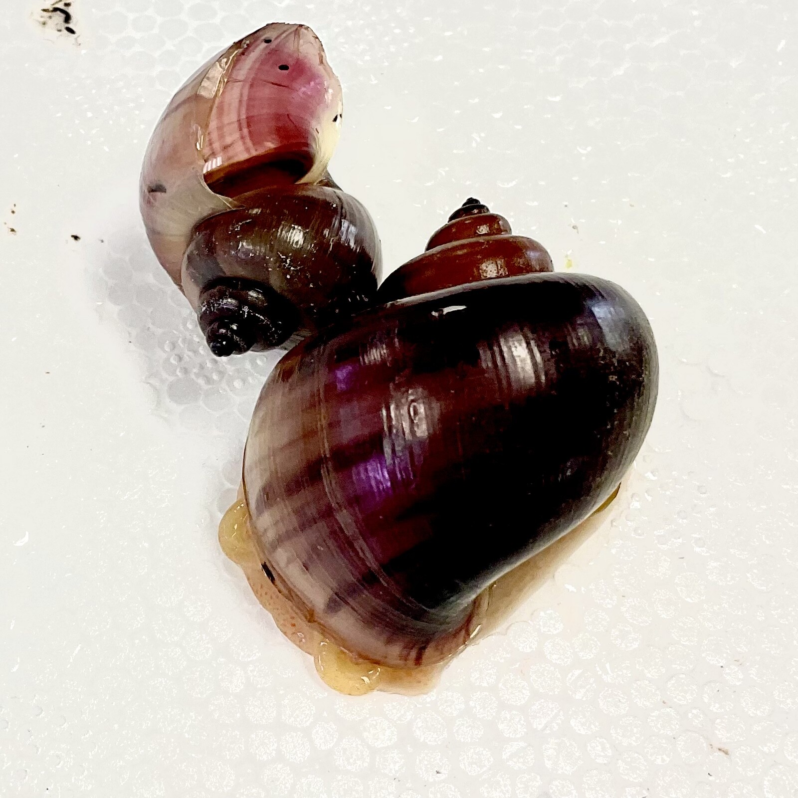 3 Magenta Mystery Snails Freshwater Highest Quality Purple Snail ...