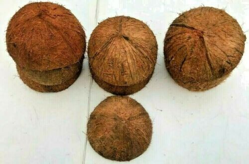 NATURAL COCONUT SHELL HALVES Eco friendly 100% coconut bowl sri lanka 2 ...
