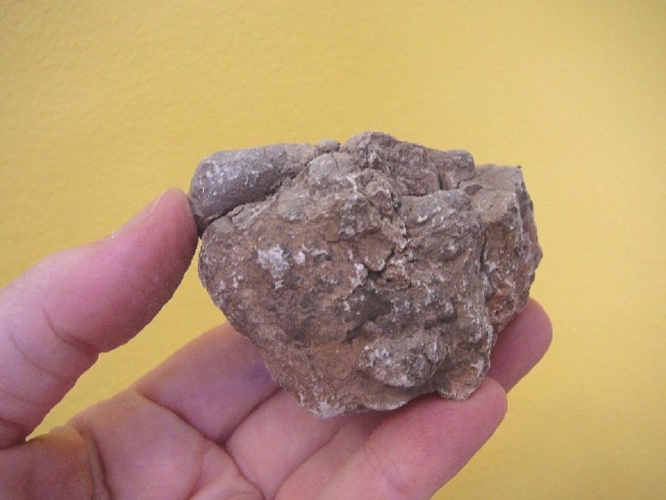 (PP510-3) 6 oz Real Fossil Crocodile croc POOP doo doo Triassic era ...