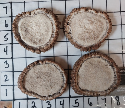 4 BROWN #1 ELK ANTLER CROWNS ROSETTES BURR NATIVE CRAFTS (1LB+) 3 to 3. ...