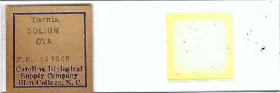 Taenia solium Ova w.m. Microscope Slide | eBay
