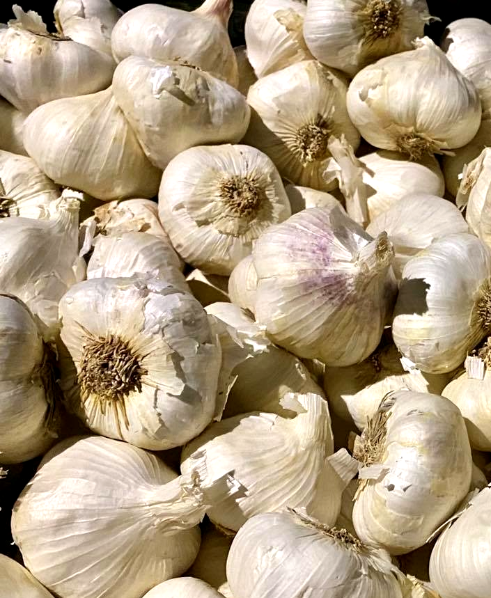 4 X Large Garlic Bulbs Rare Transylvanian Vampire Softneck Organic Long ...