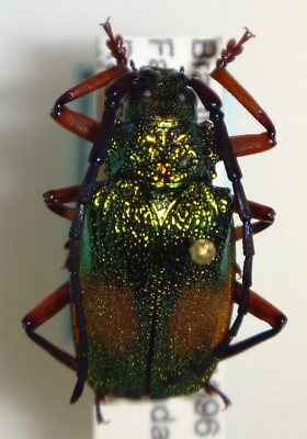 RARE Prioninae Pyrodes species Brazil #14 Hileolaspis Longhorn Beetle ...