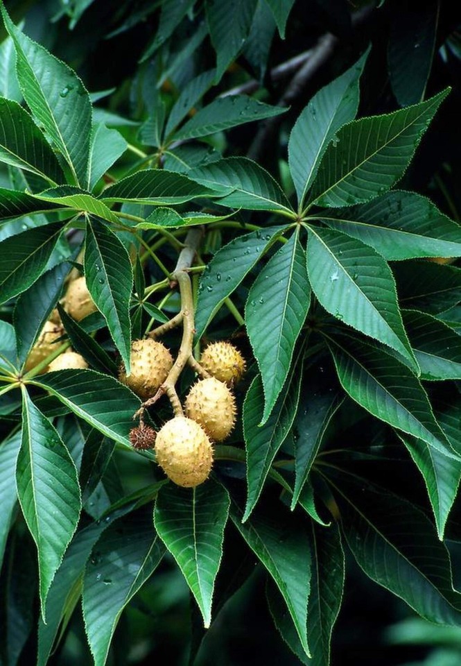 6-12” tall Ohio Buckeye (Aesculus glabra) 1-2 year old tree, bare root ...