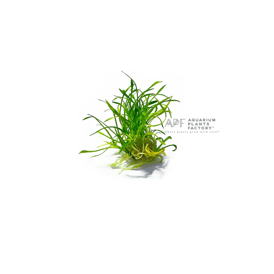 Cryptocoryne Parva Mini | Aquarium Plants Factory® | eBay