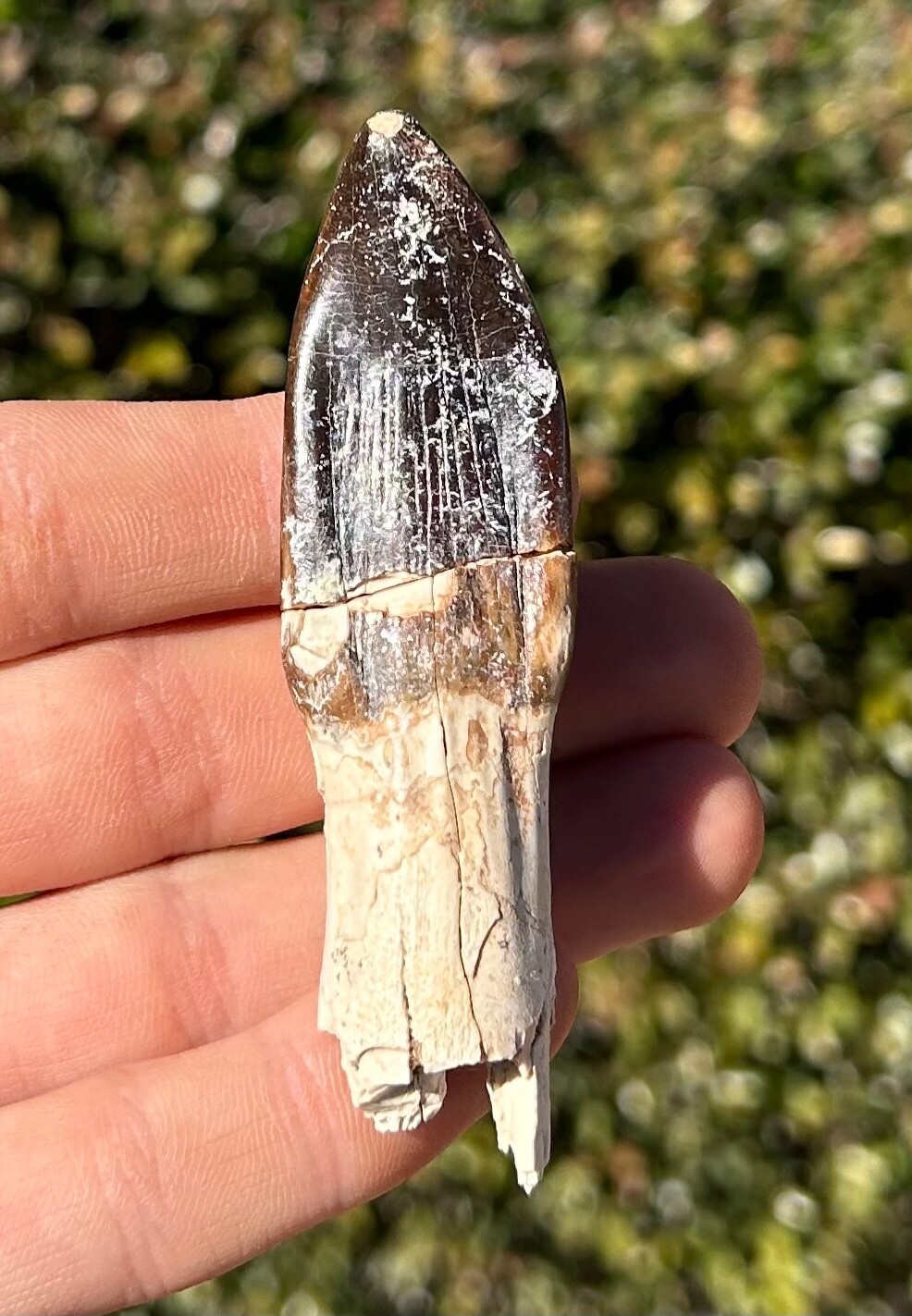 RARE Rooted Sauropod Dinosaur Tooth Fossil from Niger Jobaria Jurassic ...