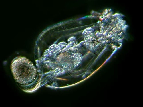 Freshwater rotifer cysts - over 3000 cysts ready to hatch | eBay