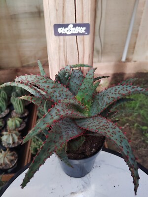Aloe 'AJR' | eBay