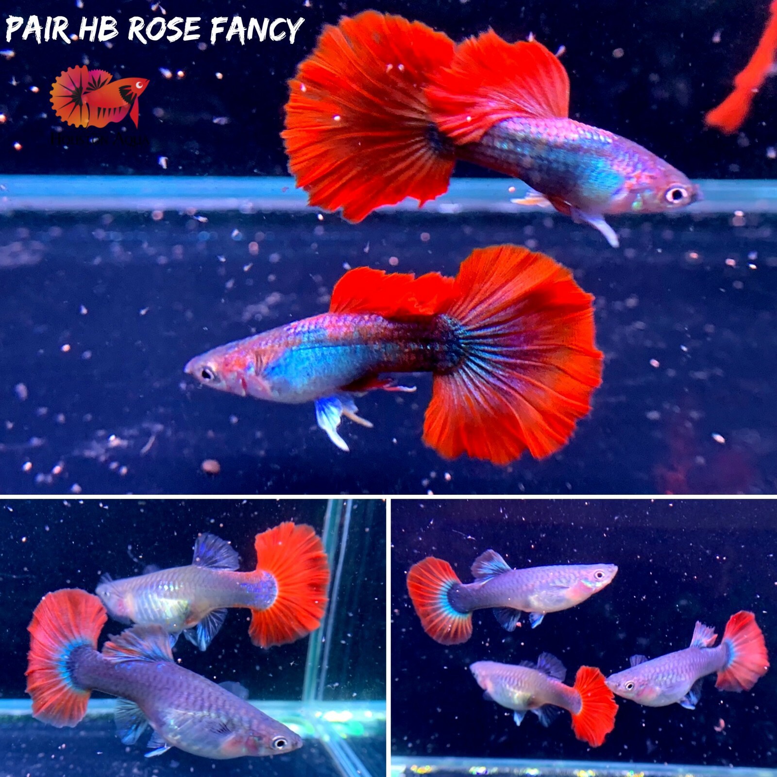 1 Pair - HB Red Rose Guppy - Live Aquatic Guppy Fish High Quality Top ...