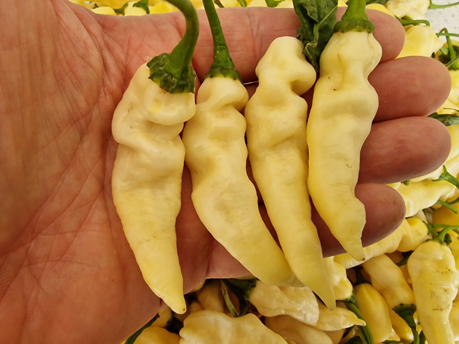 Devils Tongue White Chilli Seeds - 10 Fresh Devils Tongue Pepper Seeds ...