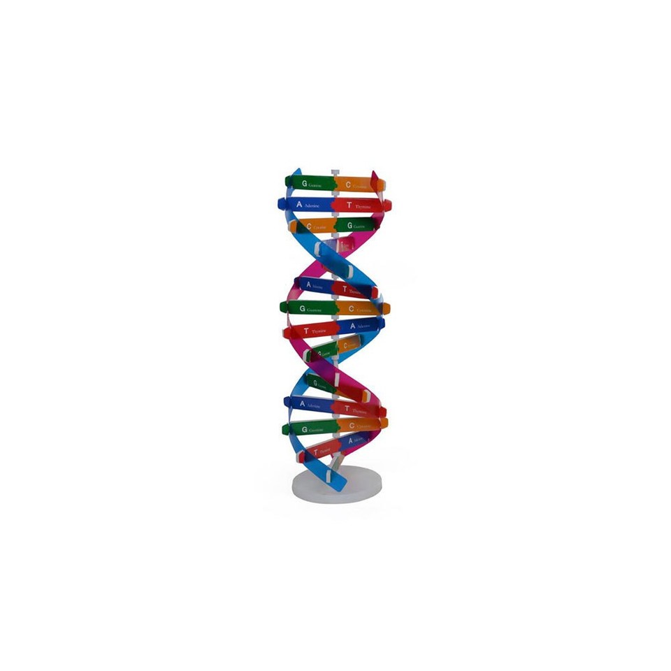 Double Helix Structure Dna Model Design Upgrade Kit Biological Toy for ...