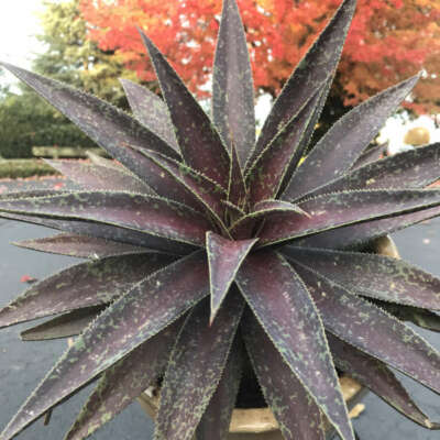 "Blazing Saddles" Mangave STARTER Plant Agave/Manfreda Hybrid PURPLE! 4 ...