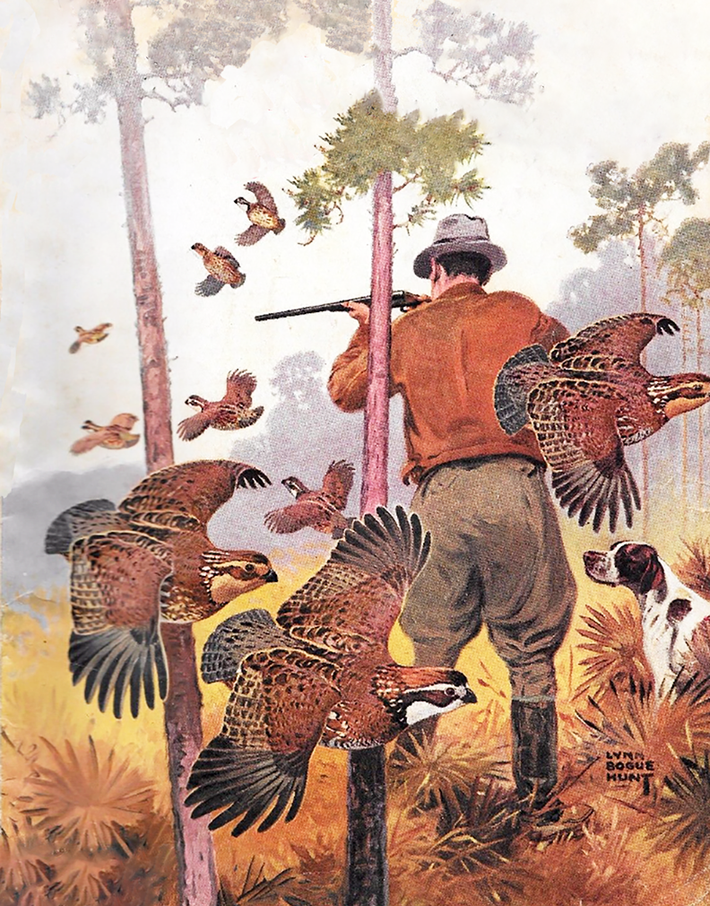 Dog 7 Quail Hunter Hunting by Lynn Bogue Hunt | eBay