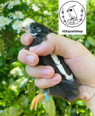 [19] 100 pcs Quail Leg Band Ring Bird Parrot Pigeon Chicken Zip Tie ...