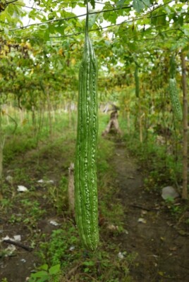 Bitter Melon Japanese Long 7 seeds vegetable summer garden ASIAN Easy ...