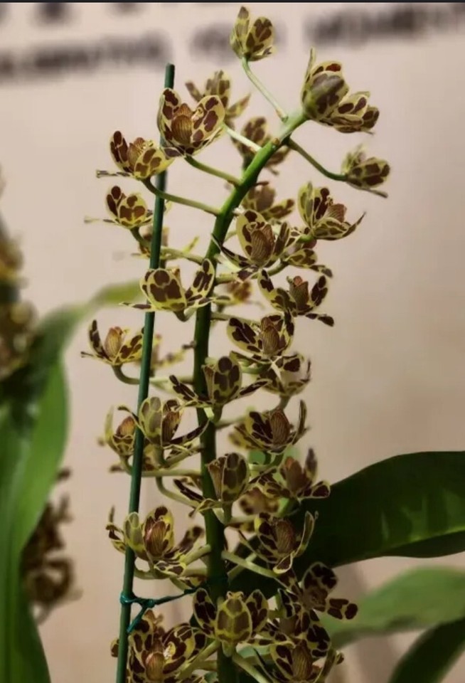 Grammatophyllum scriptum V Leopard #5 Large Blooming Size Plants 5lb ...