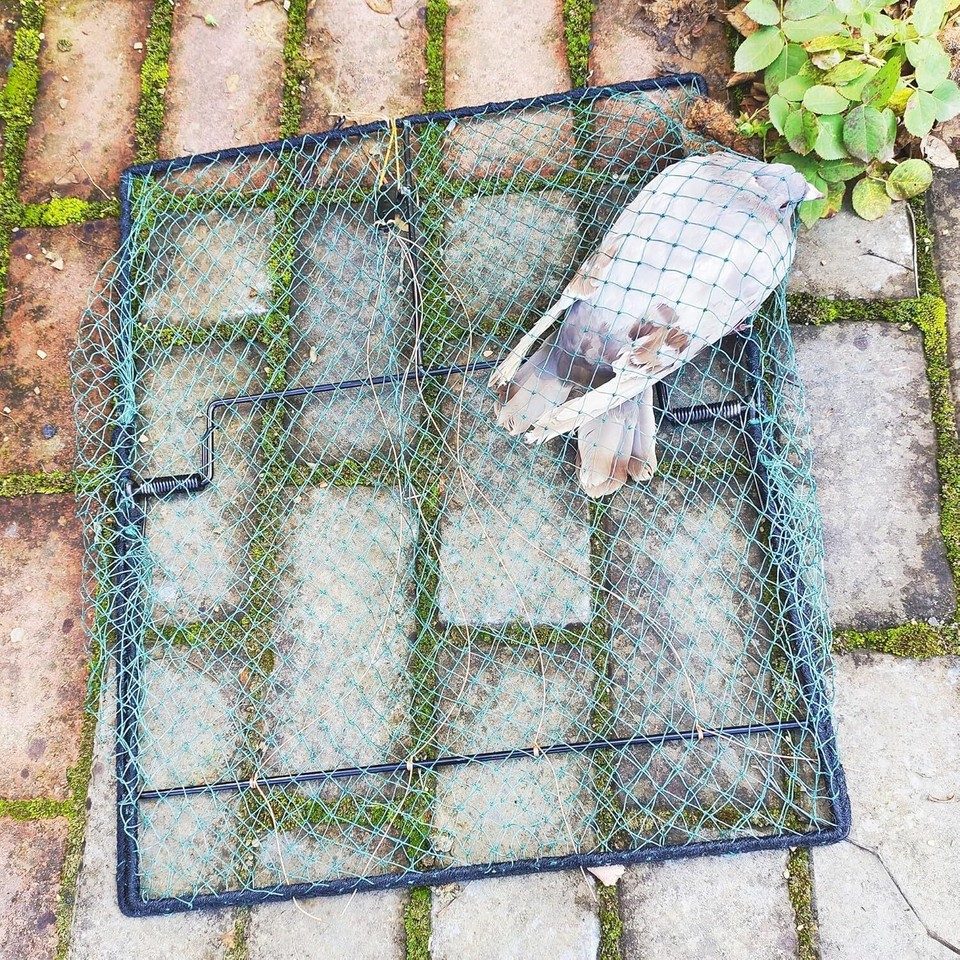 New-Bird Trap Pigeon Quail Cage Live Animal Control Spring Starling ...