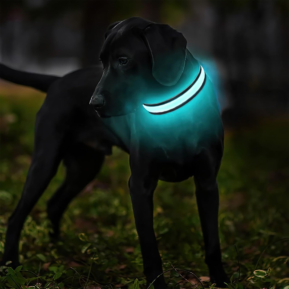 Light Up Dog Collars LED Rechargeable Lighted Water Resistant Night ...