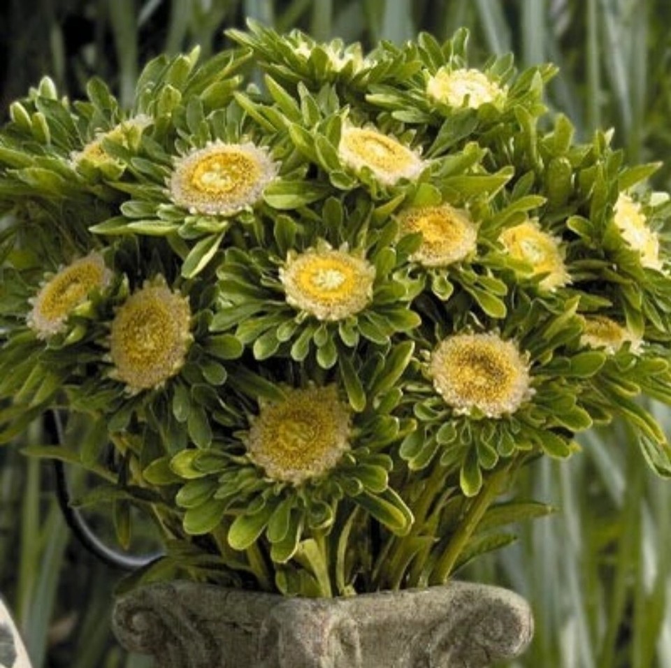 25 Aster Hulk seeds | eBay