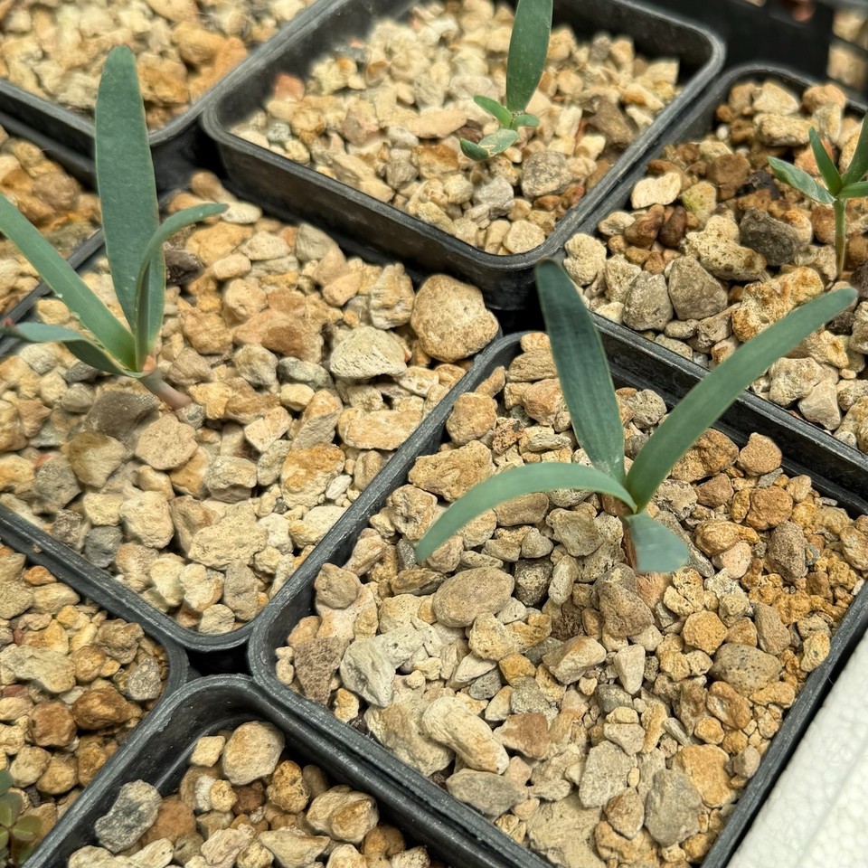 Welwitschia mirabilis seedling, live plant, 2 months old, 0,70l pot ...