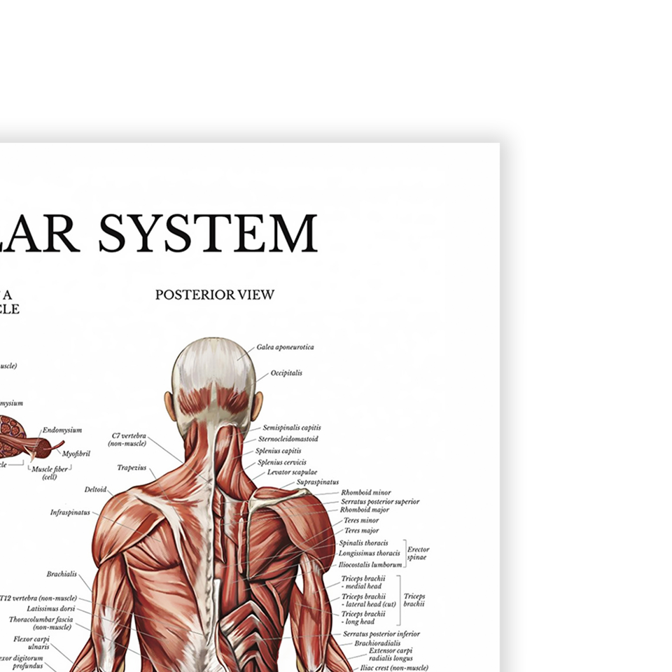 Muscular System Human Muscle Anatomy Chart Body Educational Poster A4 ...