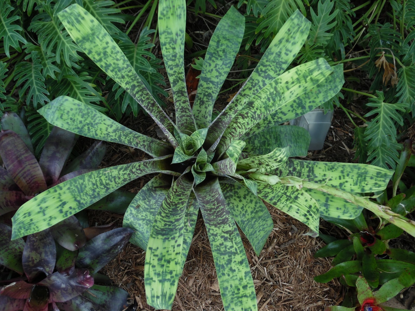 Vriesea GOUDAEA OSPINAE Smudge Pattern Bromeliad one tropical plant ...