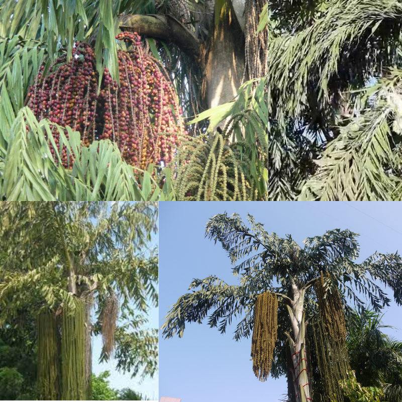 Ceylon Organic Caryota urens – Kitul Palm Tree Plant (no pot) | eBay