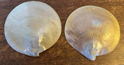 Rare vintage Large Pinctada Maxima Mother Of Pearl Shells 16 X 16 Cm ...