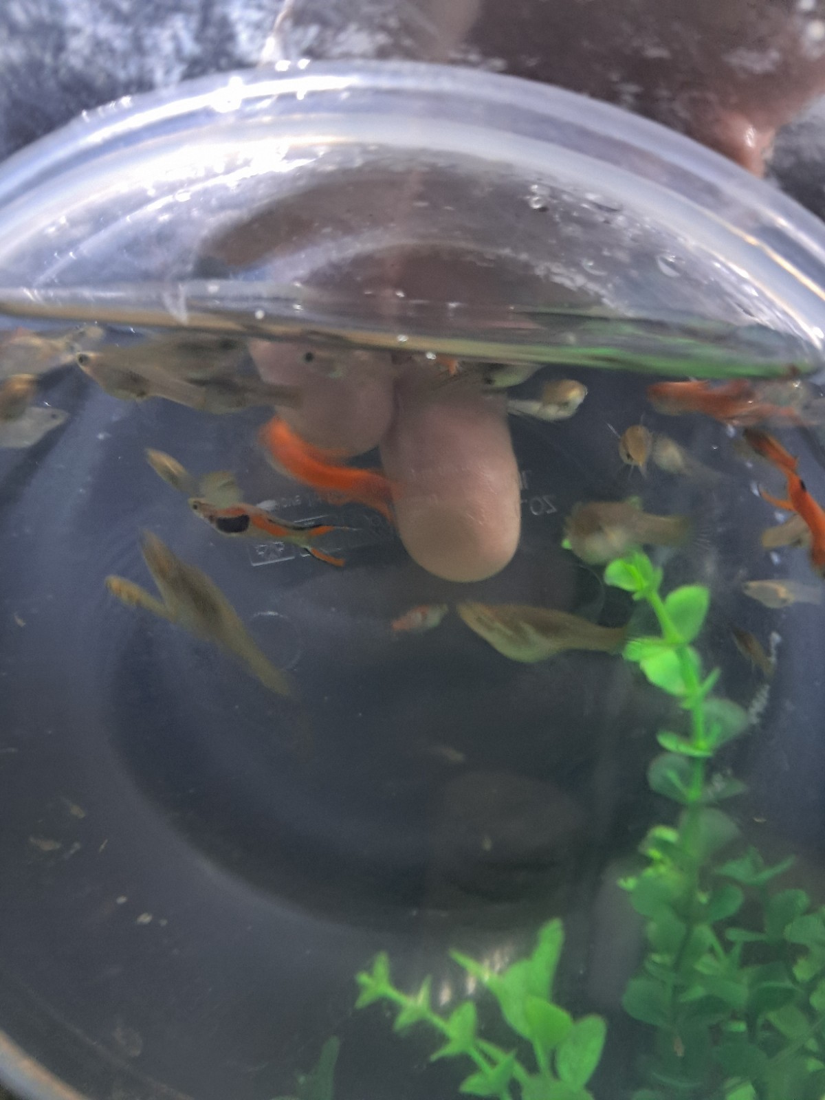 Red Chili Endlers, 4 Breeding Pairs | eBay