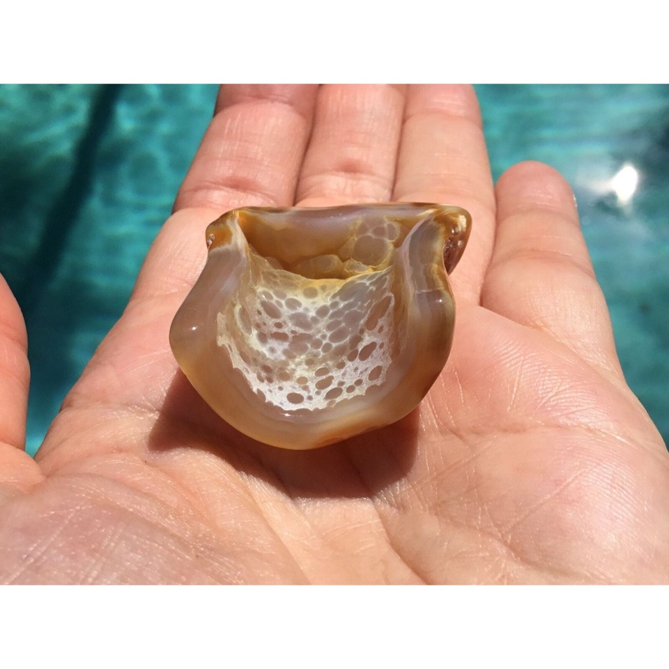 Large Agatized Tampa Bay Fossil Coral 42x37mm Fossilized Coral Agate ...